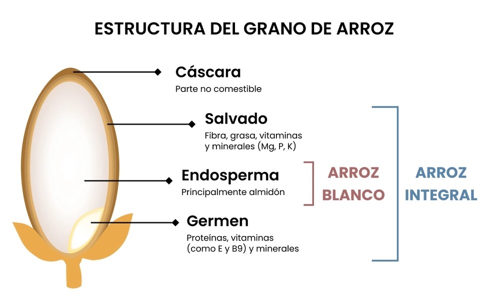 Arroz biofortificado con mayor vitamina B1